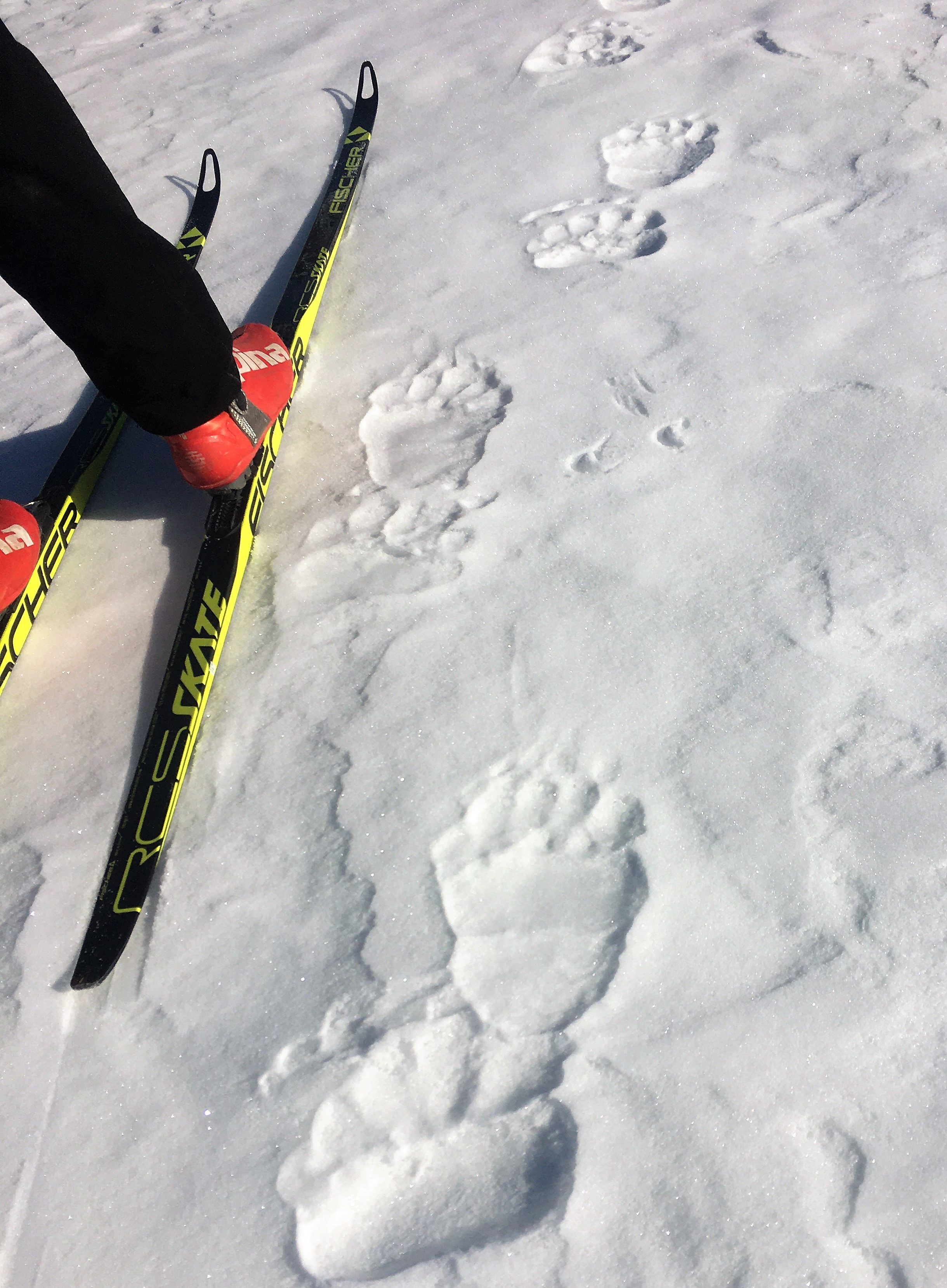 Nature News from the Greater Yellowstone Ecosystem (GYE) #3 – Walkin ...