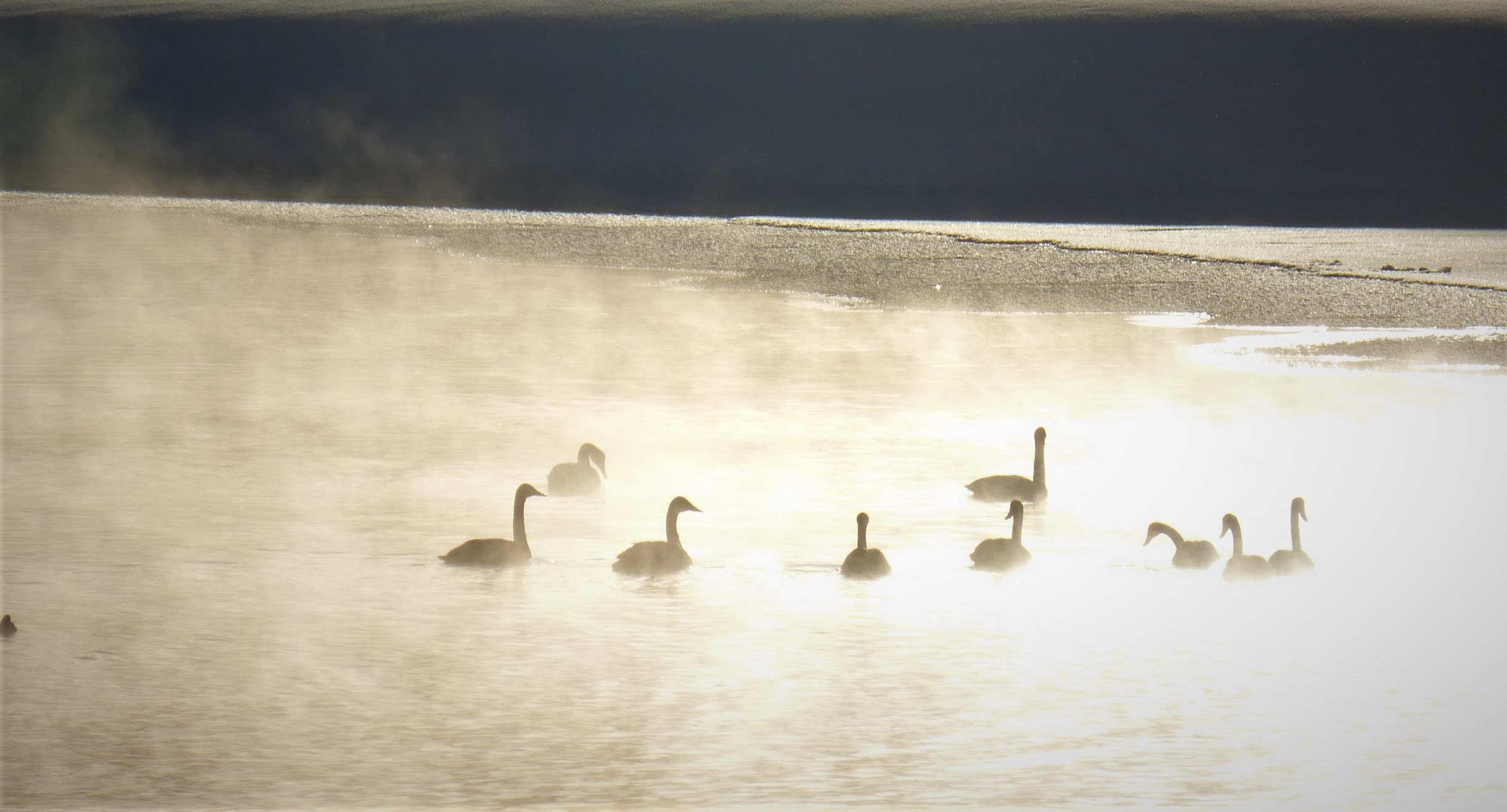 shadow-swans – Walkin' Jim Stoltz