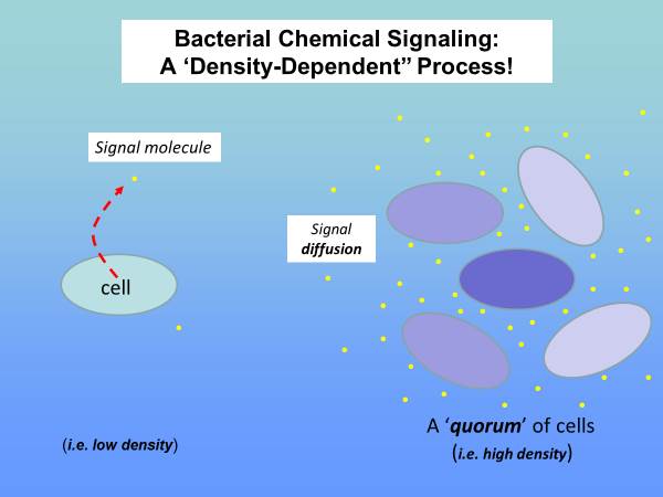 bacterial-chemical-signaling – Walkin' Jim Stoltz
