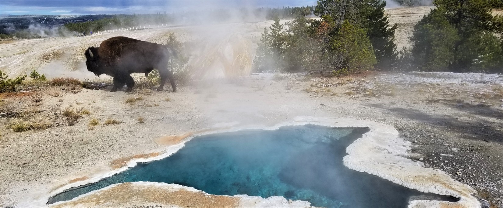 bison-and-blue-star – Walkin' Jim Stoltz