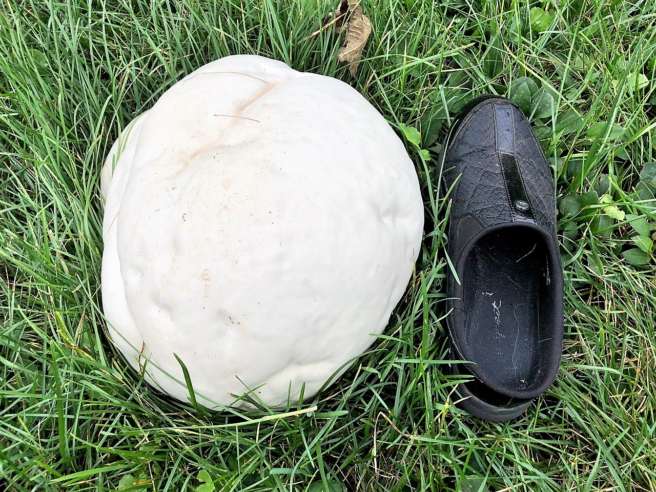 giant-puffball – Walkin' Jim Stoltz