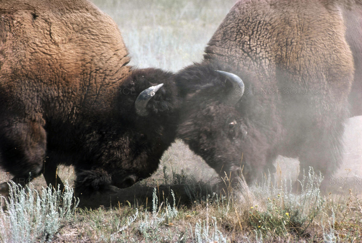 bison-rut – Walkin' Jim Stoltz